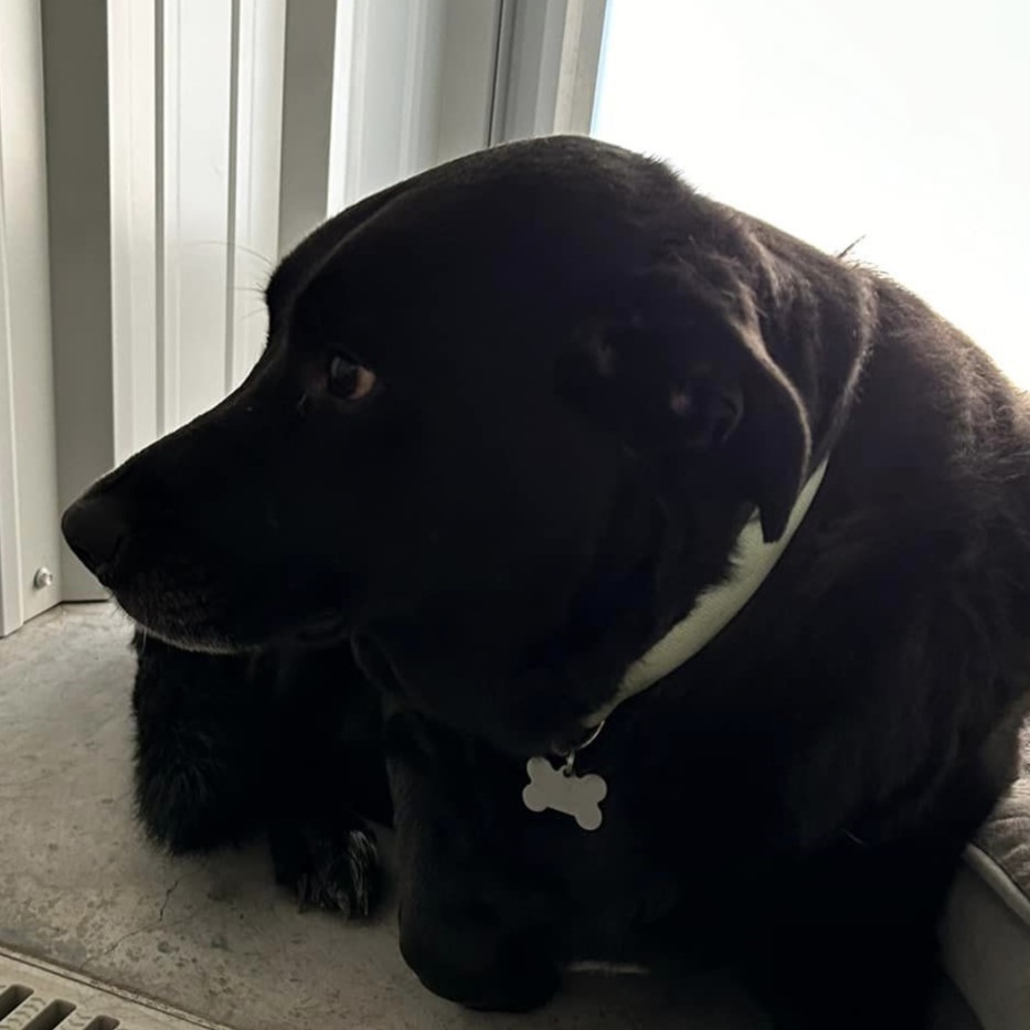 Home - Big Dog Boarding